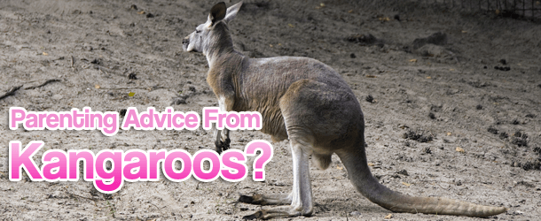 Parenting Advice From Kangaroos? - The Alternative Daily