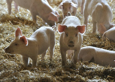 3 Healthy Reasons You Should Cook With Lard