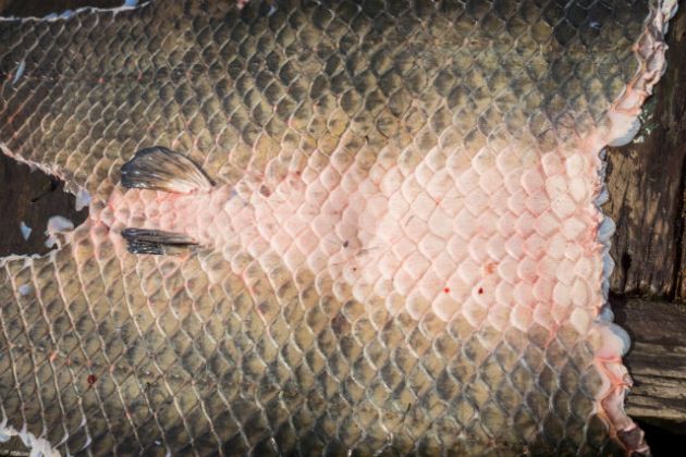 Fish Skin for Dressing Wounds??