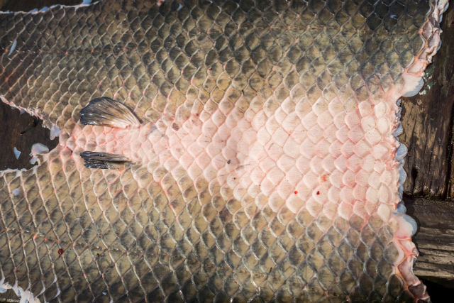 Fish Skin for Dressing Wounds??