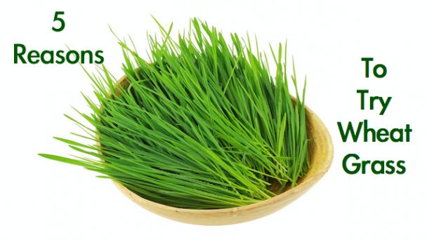 5 Reasons Why You Should Try Wheatgrass and 4 Ways to Use It