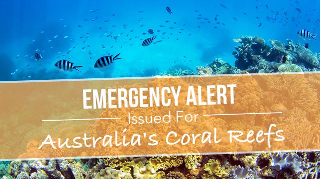 Emergency Alert Issued For Australia's Coral Reefs
