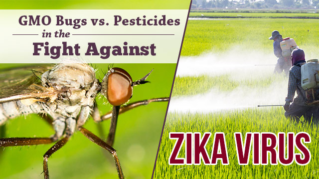 GMO Bugs vs. Pesticides in the Fight Against Zika Virus