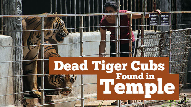 Dead Tiger Cubs: Religious Sanctuary or Plain Abuse?