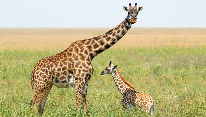 Giraffe Population Declines 40 Percent In 15 Years