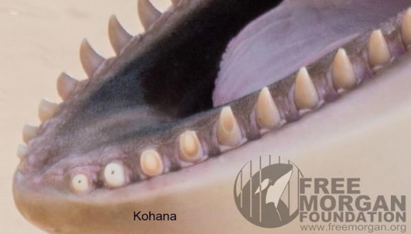 SeaWorld's Orcas Attack Tanks And Shatter Their Teeth