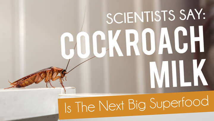 Cockroach Milk - The Alternative Daily