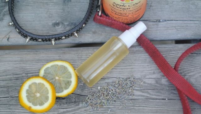 One-Ingredient, All-Natural Flea Protection