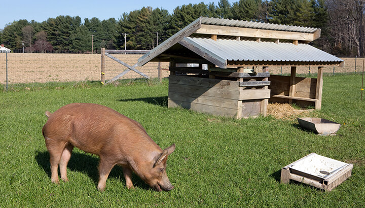 Top 7 Reasons To Eat Lard