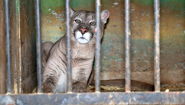 TripAdvisor Takes Stand Against Inhumane Wildlife Exhibits