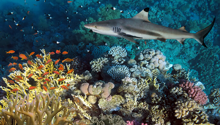 Should We Save The Sharks?