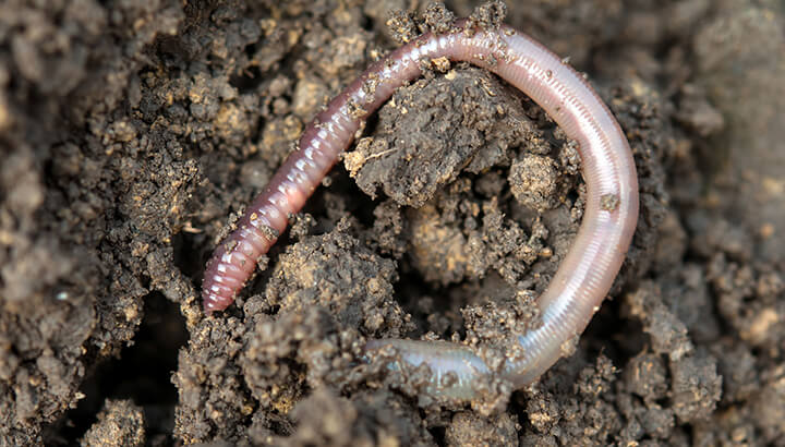 Eat Dirt… It’s Good For You (So Are Worms)
