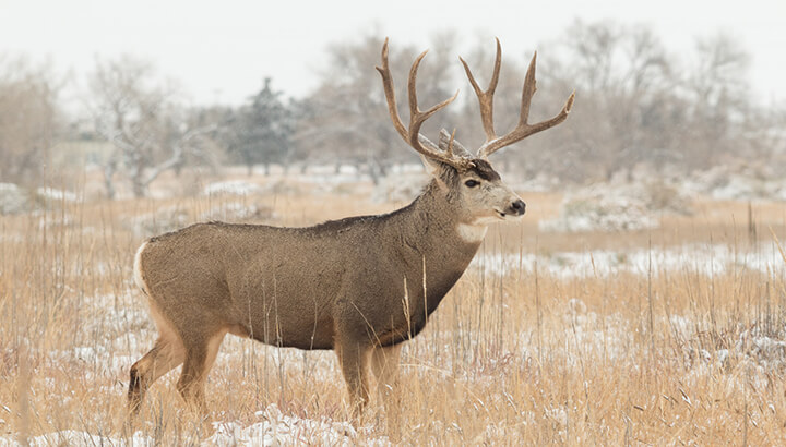 Plan protects mule deer by killing and relocating predators - The ...