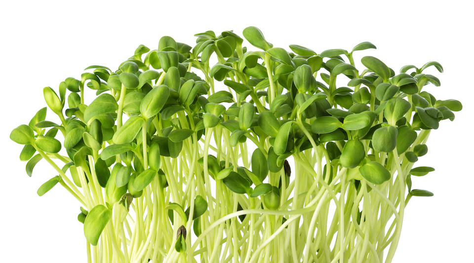 A Tiny, Yet Powerful Crop Anyone Can Grow (and they are delicious too)